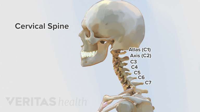 Cervical Spine Anatomy - Dermatomes Chart and Map