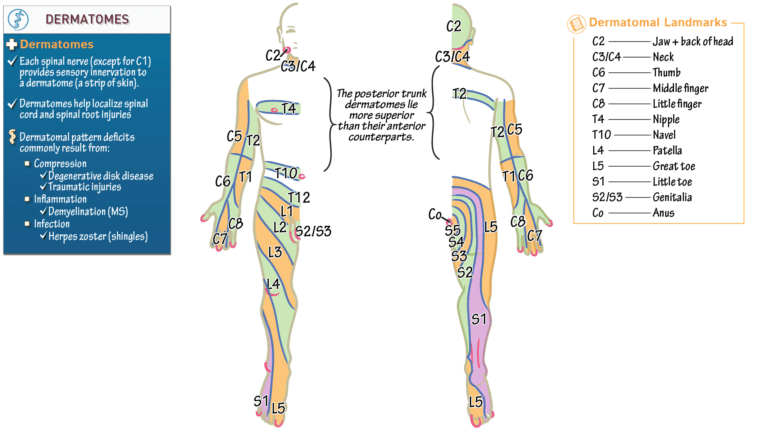 Dermatomes Draw It To Know It - Dermatomes Chart and Map