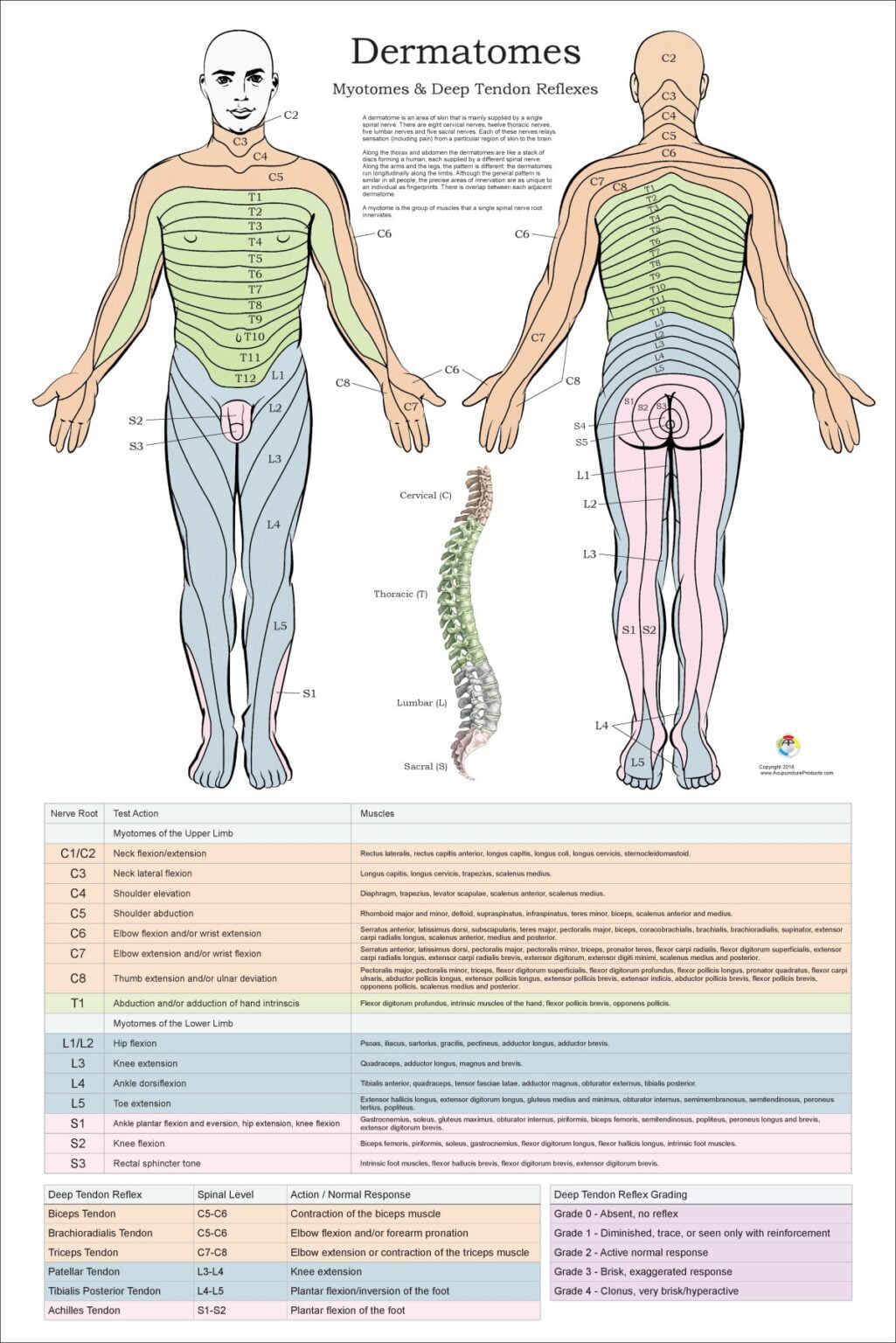 Dermatomes Myotomes And DTR Poster 20 X 30 Chiropractic Etsy Hong Kong ...