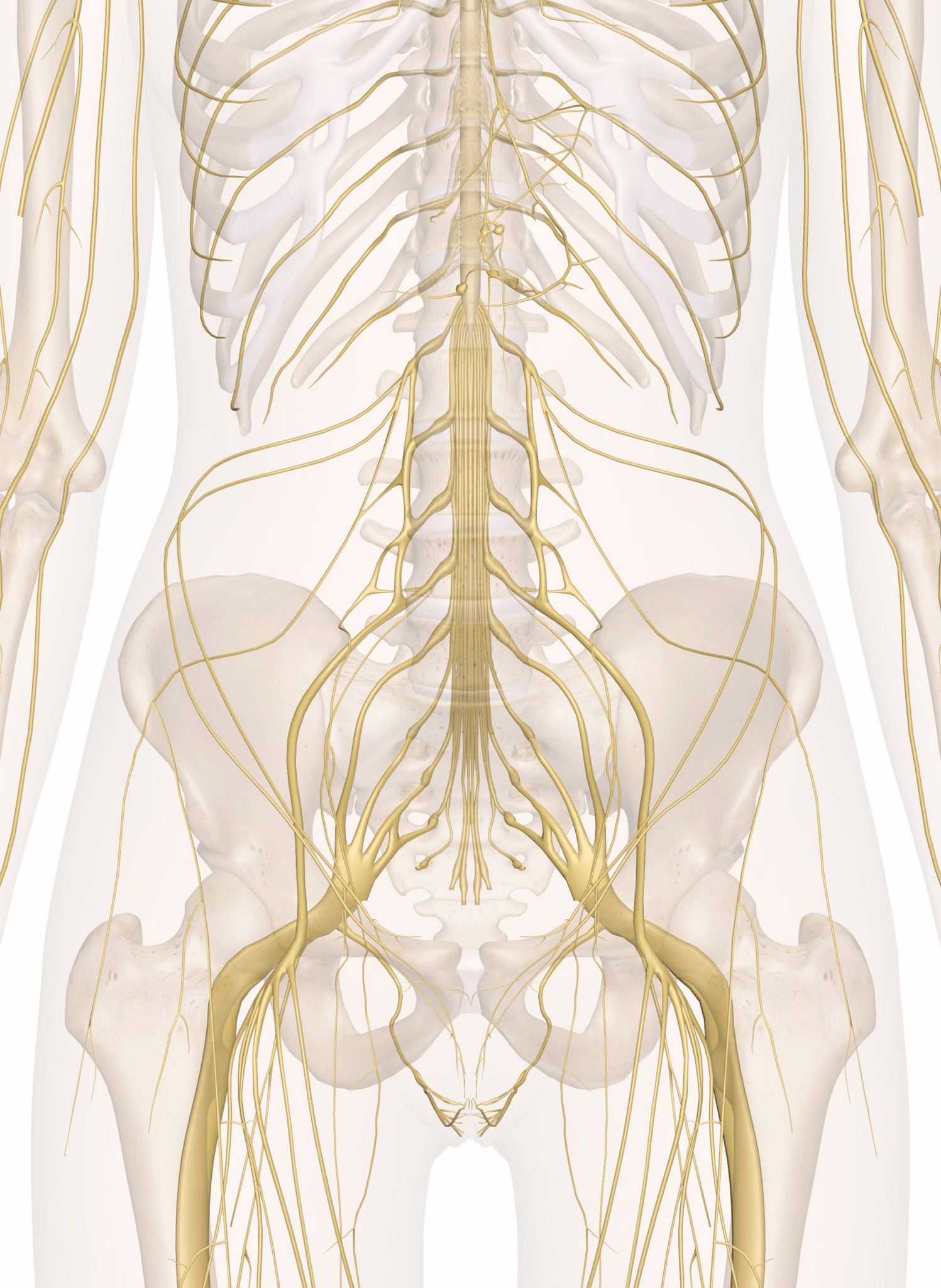 Nerves Of The Abdomen Lower Back And Pelvis - Dermatomes Chart and Map