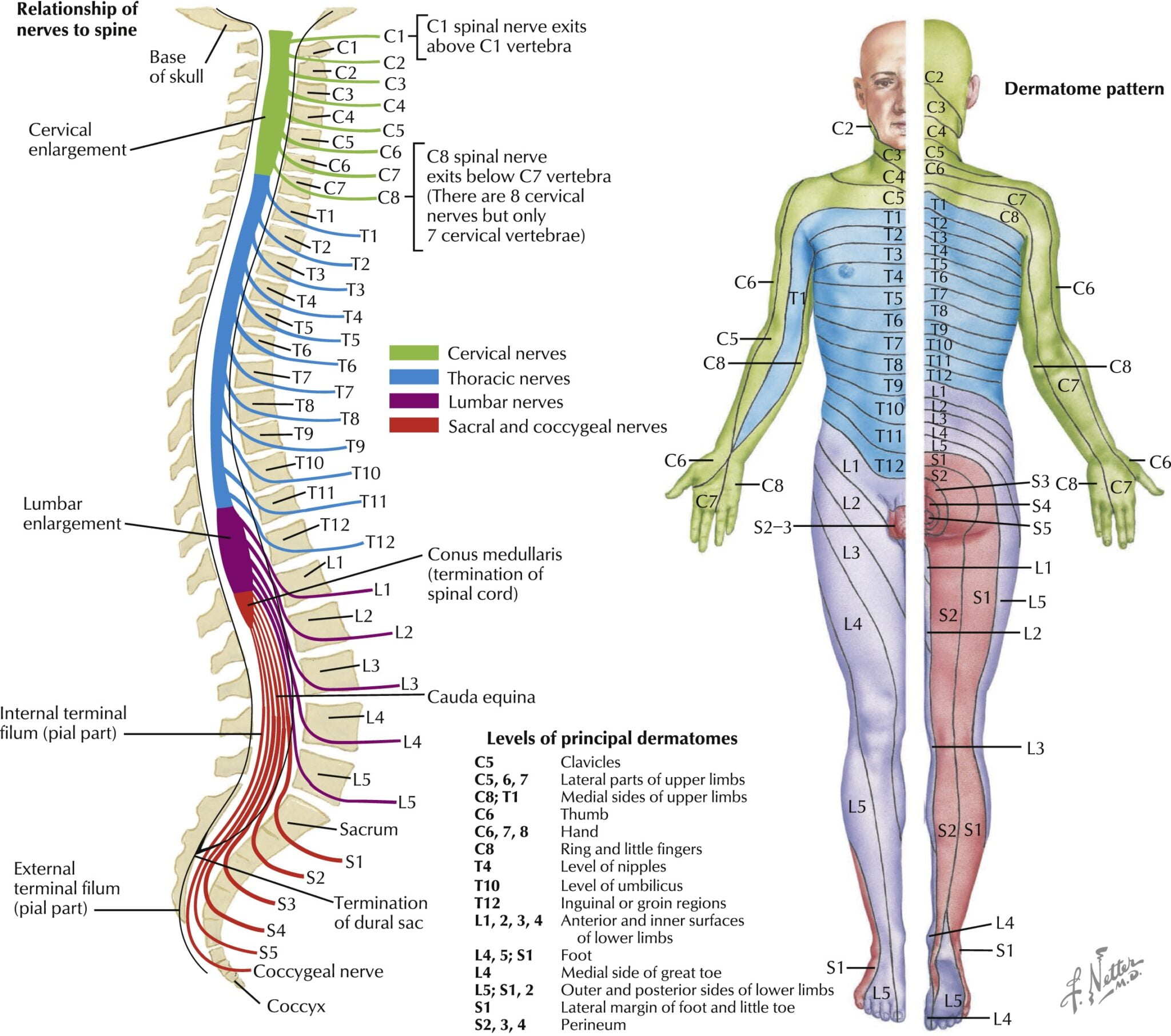 Neurosurgical Emergencies In Sport Neurologic Clinics - Dermatomes Chart and Map