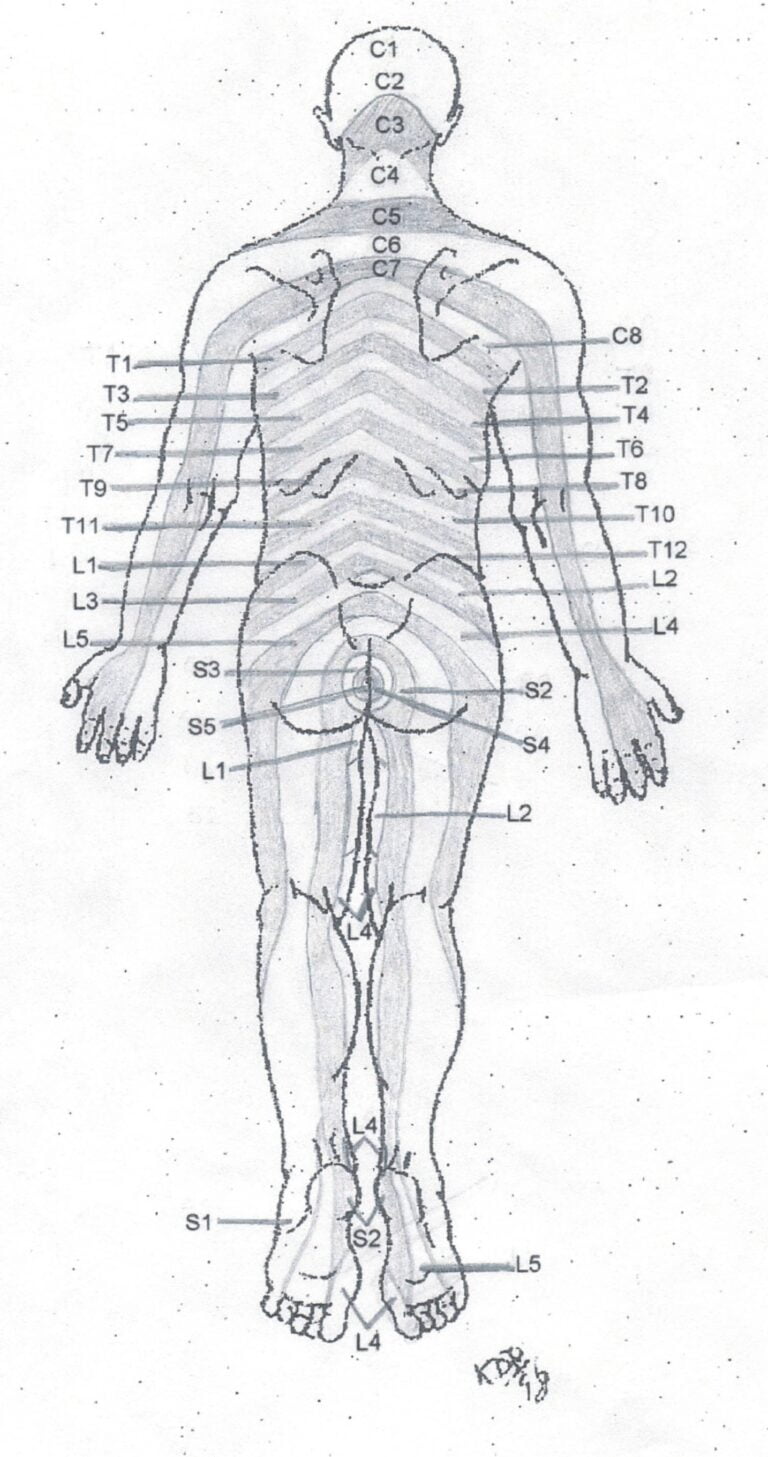 Rear Dermatome Chart Copyright American Academy Of Manual Medicine ...