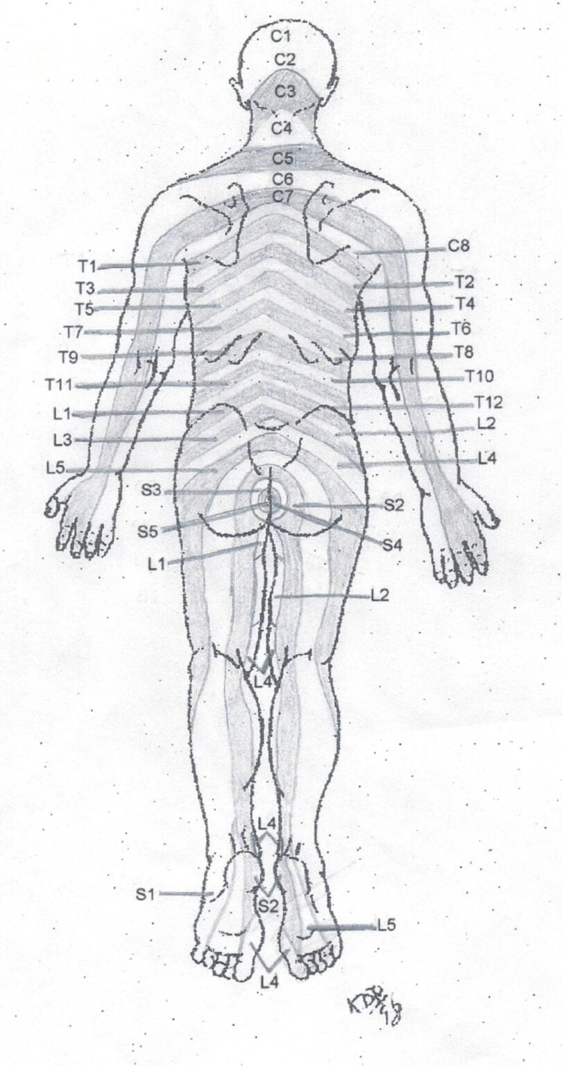 Rear Dermatome Chart Copyright American Academy Of Manual Medicine ...