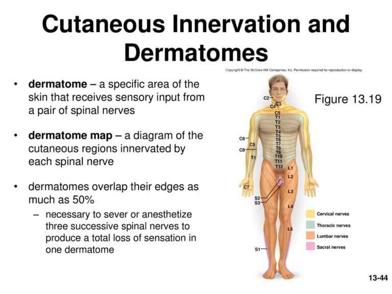 Spinal Cord Spinal Nerves And Somatic Reflexes Ppt Download ...