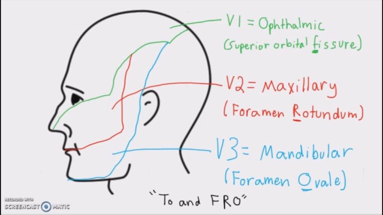 Anatomy Cranial Nerves And Their Sensory Distribution YouTube ...
