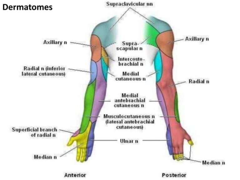 Brachial Plexus And Nerves Of The Upper Limb Ppt Download - Dermatomes ...