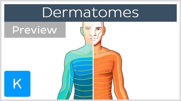 Dermatomes Made Easy Preview Human Anatomy Kenhub YouTube - Dermatomes ...