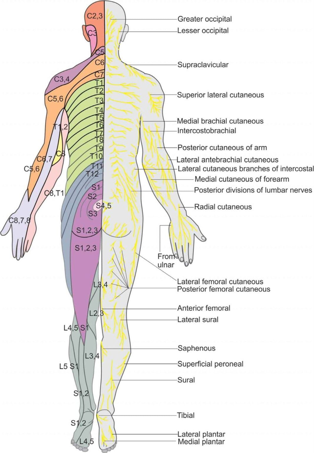 Essential Regional Anesthesia Anatomy Hadzic S Peripheral Nerve Blocks ...