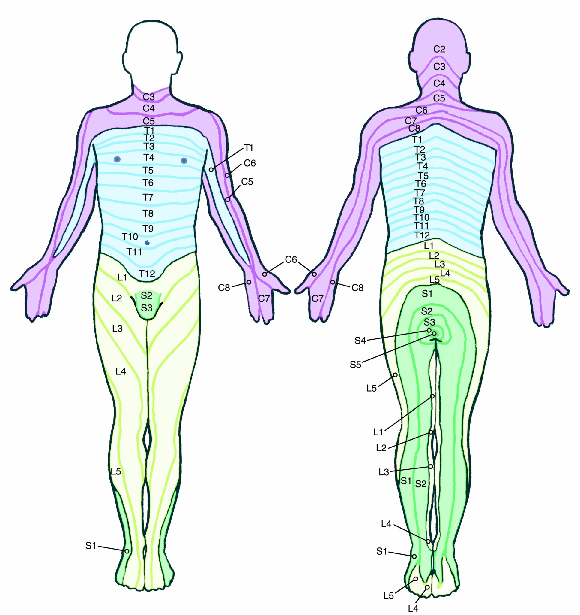 Low Back And Leg Pain Is Lumbar Radiculopathy - Dermatomes Chart and Map
