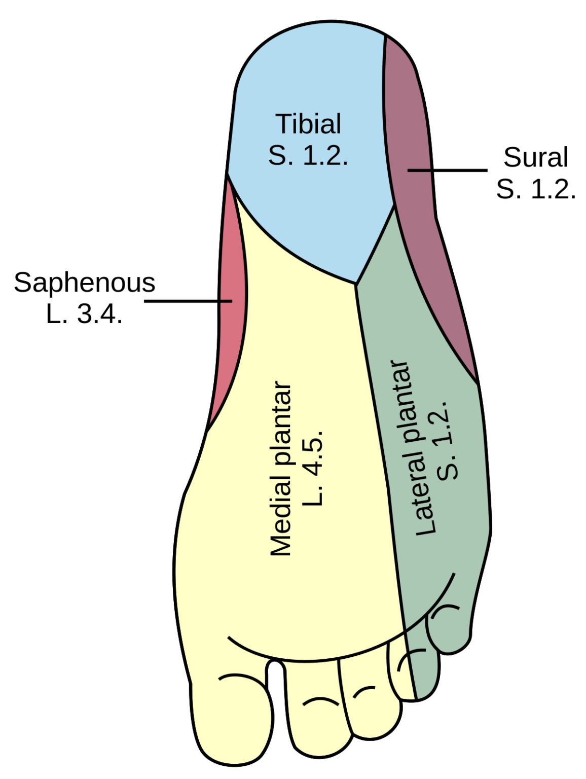 Medial Calcaneal Branches Of The Tibial Nerve Wikipedia - Dermatomes ...
