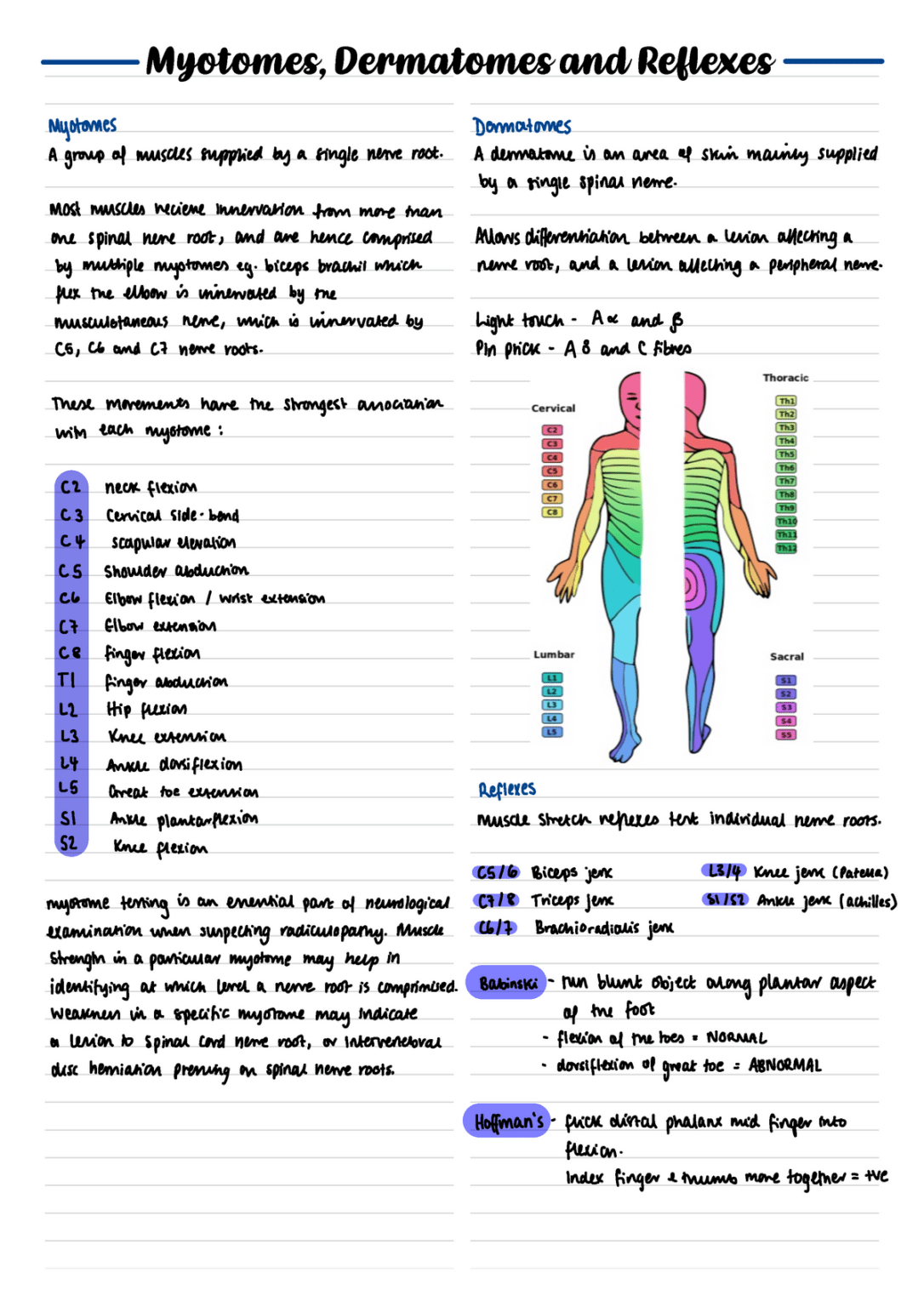 Myotomes Dermatomes And Reflexes Myotomes Dermatomes And Reflexes ...
