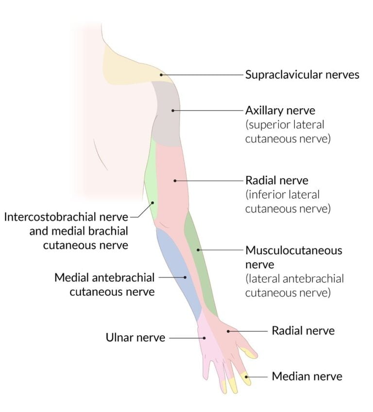 Peripheral Nerve Injuries Knowledge AMBOSS - Dermatomes Chart and Map