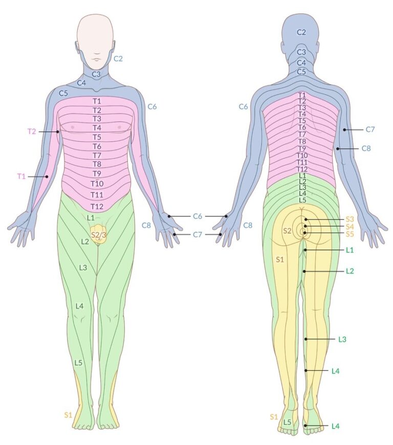Spinal Cord Tracts And Reflexes Knowledge AMBOSS - Dermatomes Chart and Map