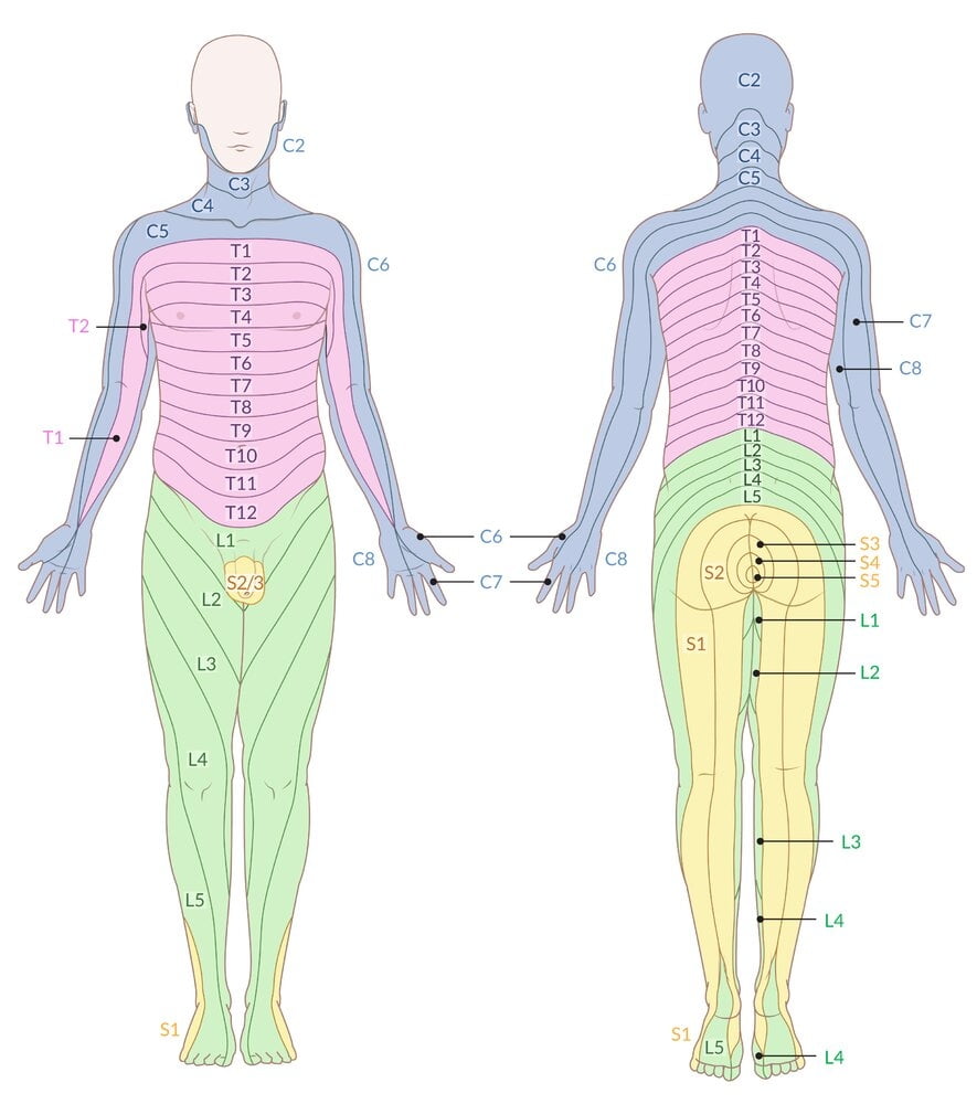 Reflex Nerve Roots And Dermatomes Dermatomes Chart And Map Reflex Nerve Roots And Dermatomes Dermatomes Chart And Map