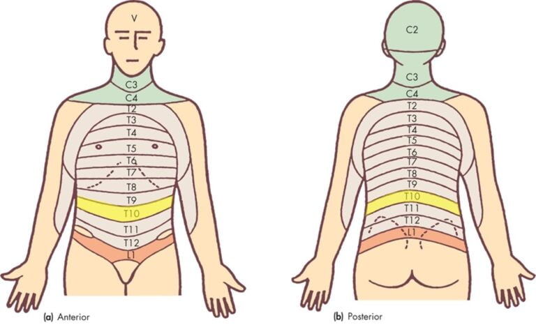 Upper Back Stomach Pain - Dermatomes Chart and Map