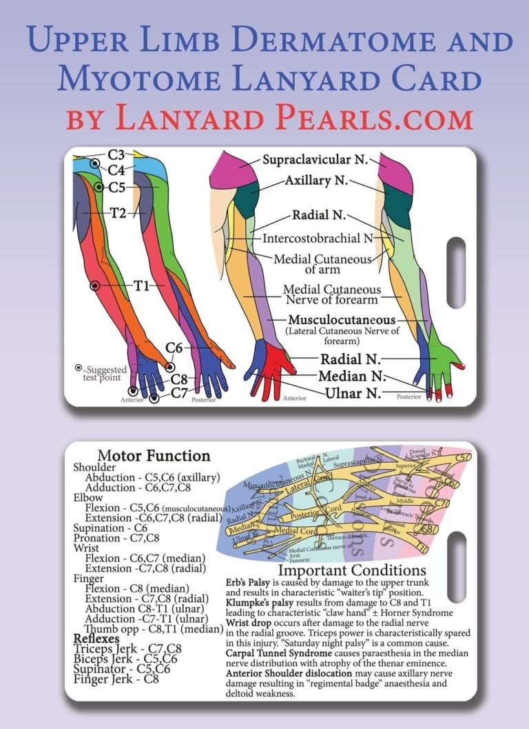 Upper Limb Dermatome Myotome PVC Lanyard Card - Dermatomes Chart and Map
